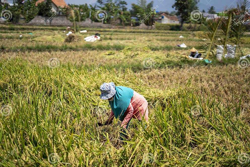 Farmers are Harvesting Rice in the Rice Fields Stock Image - Image of ...