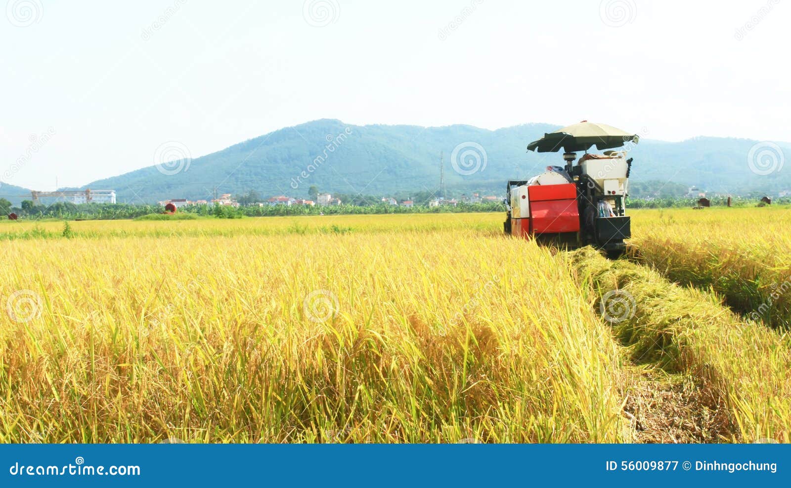 Farmers Harvesting Rice in the Fields by Machine Stock Image - Image of ...