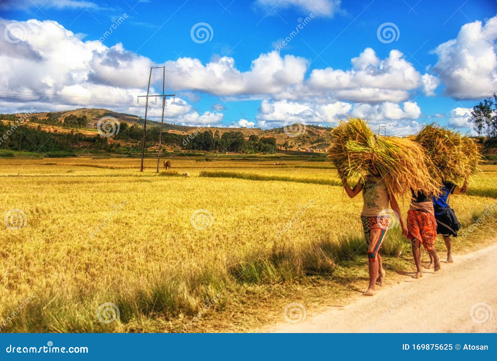 Farmers Harvesting Rice, Madagascar Stock Image - Image of cultivation ...
