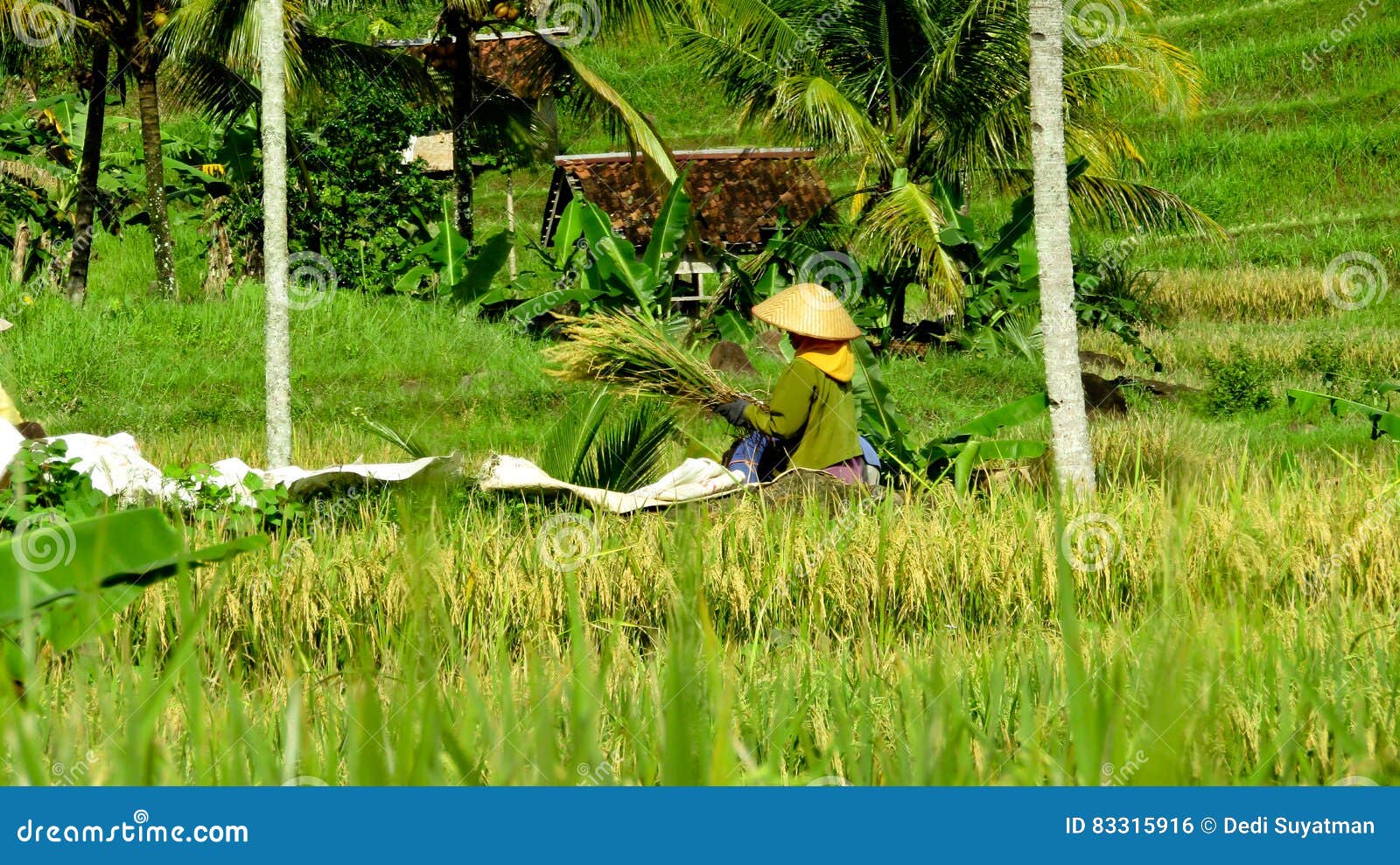Farmers are Harvesting Rice in Paddy Fields Editorial Photo - Image of ...