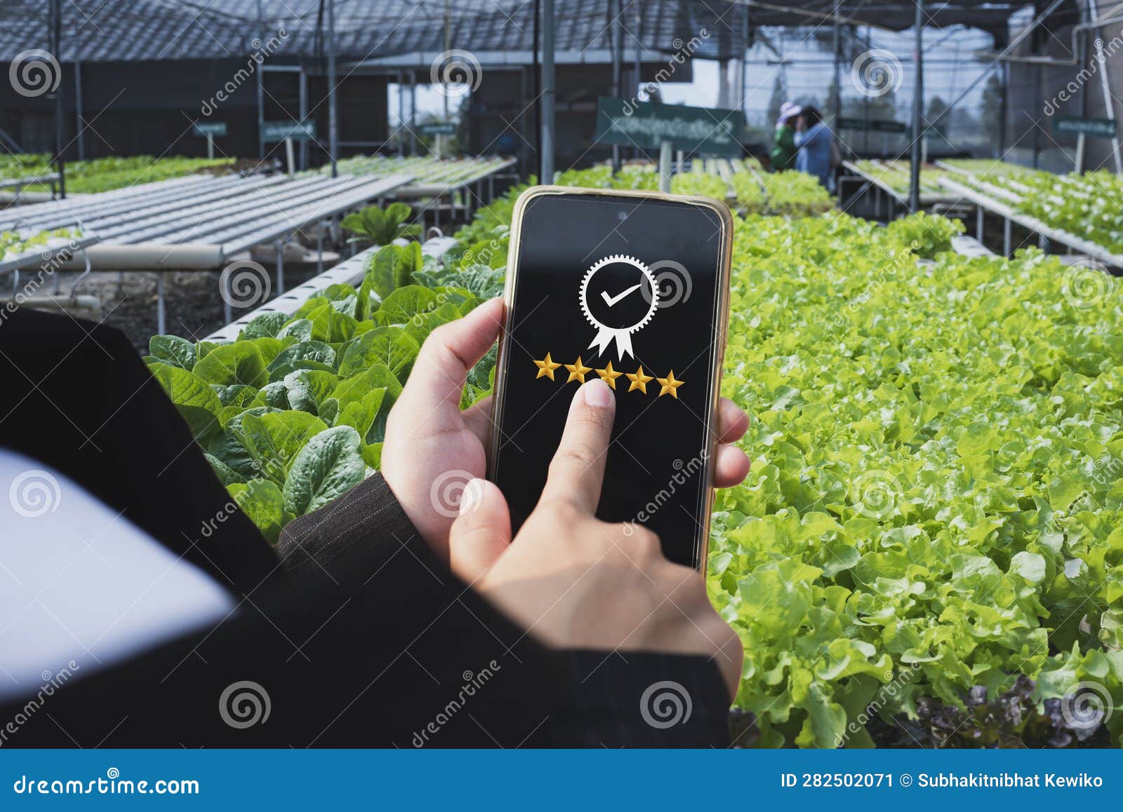 Farmers in Hydroponics Vegetable Farm Under Farm Control System with ...
