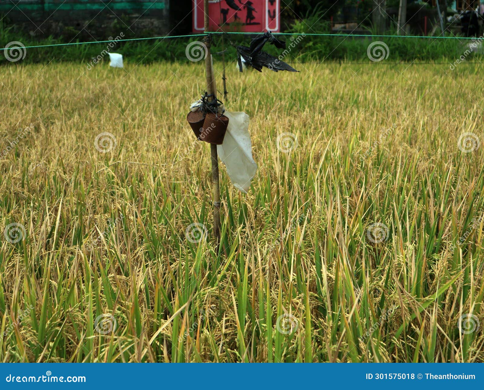 The Installation Secures Rice before Harvest Stock Photo - Image of ...
