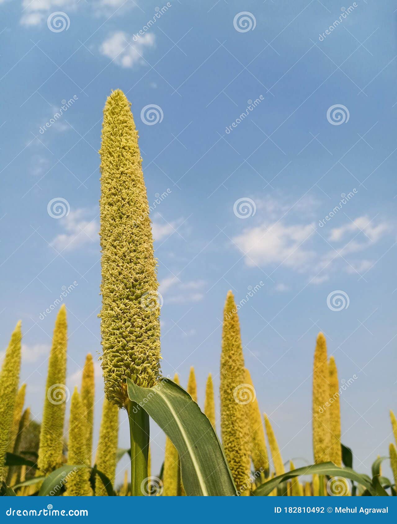 Farmers love for farm stock photo. Image of agriculture - 182810492