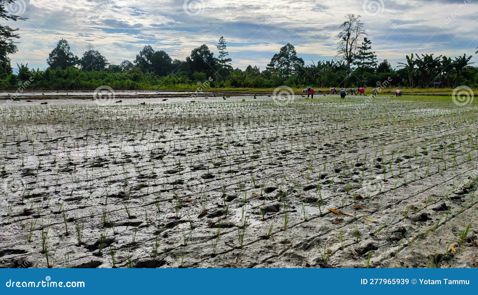 Farmers Plant Rice in Paddy Fields with a System of Traditional Methods ...