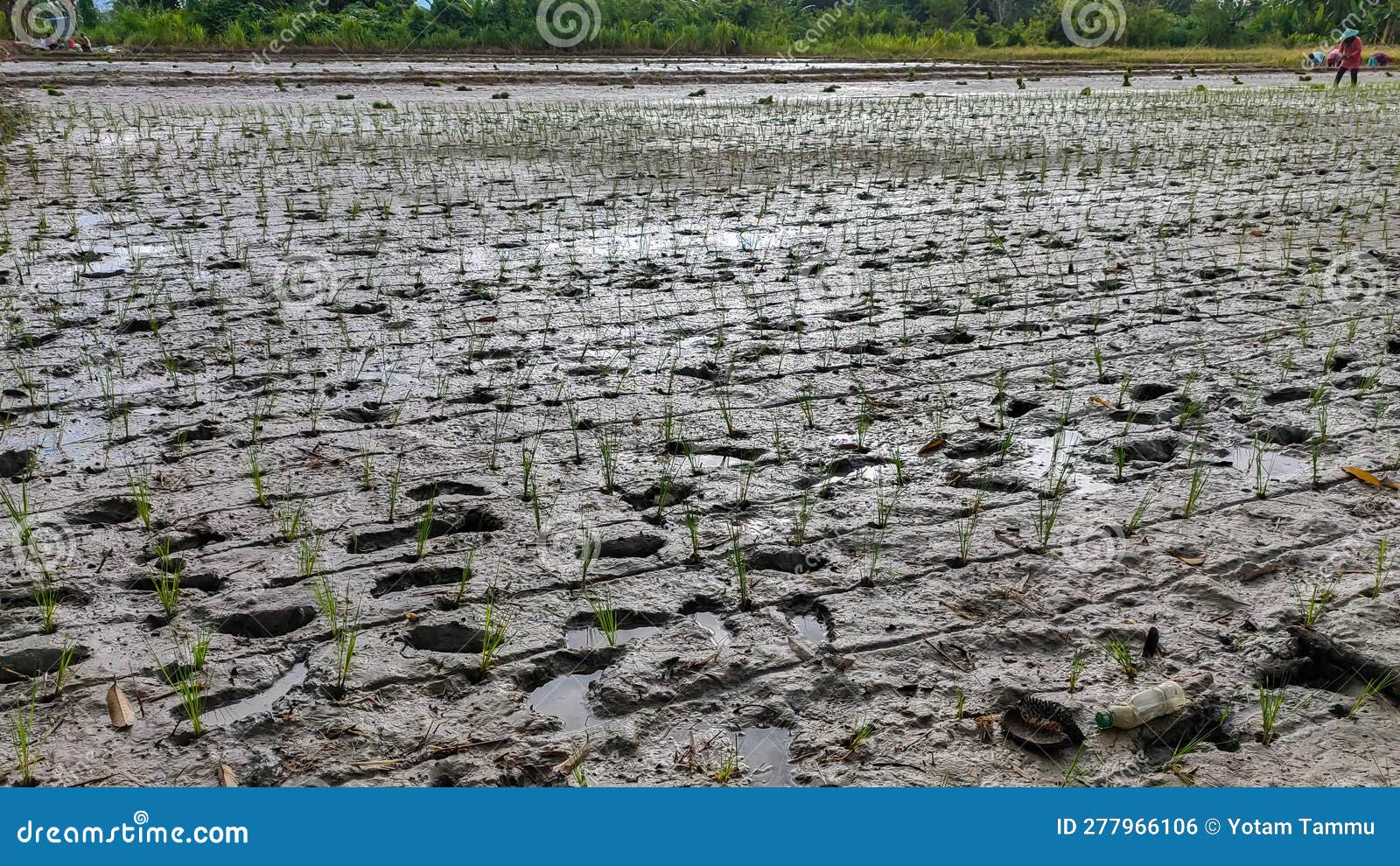 Farmers Plant Rice in Paddy Fields with a System of Traditional Methods ...