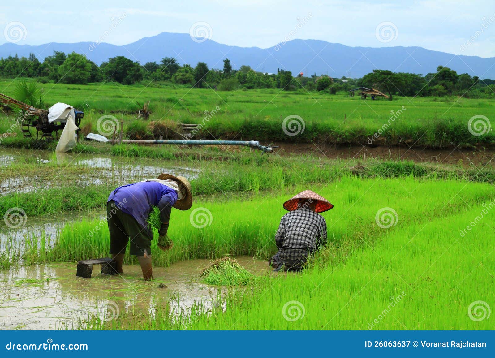 Farmers planting rice stock image. Image of asian, nature - 26063637