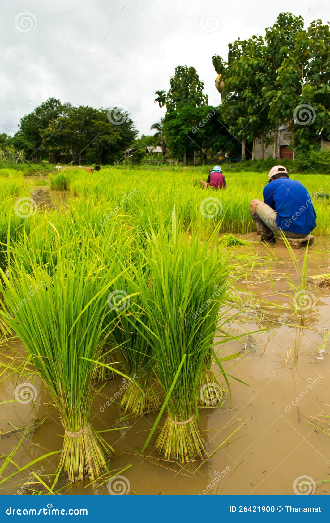 Farmers planting rice stock photo. Image of season, life - 26421900