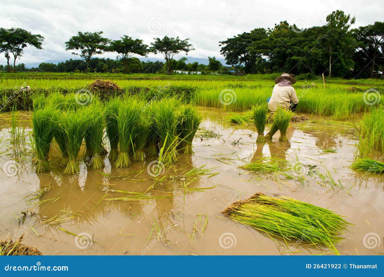 Farmers planting rice stock photo. Image of rice, group - 26421922