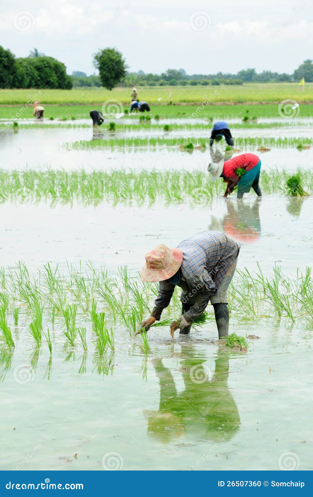 Farmers are Planting Rice in the Farm Editorial Image - Image of ...