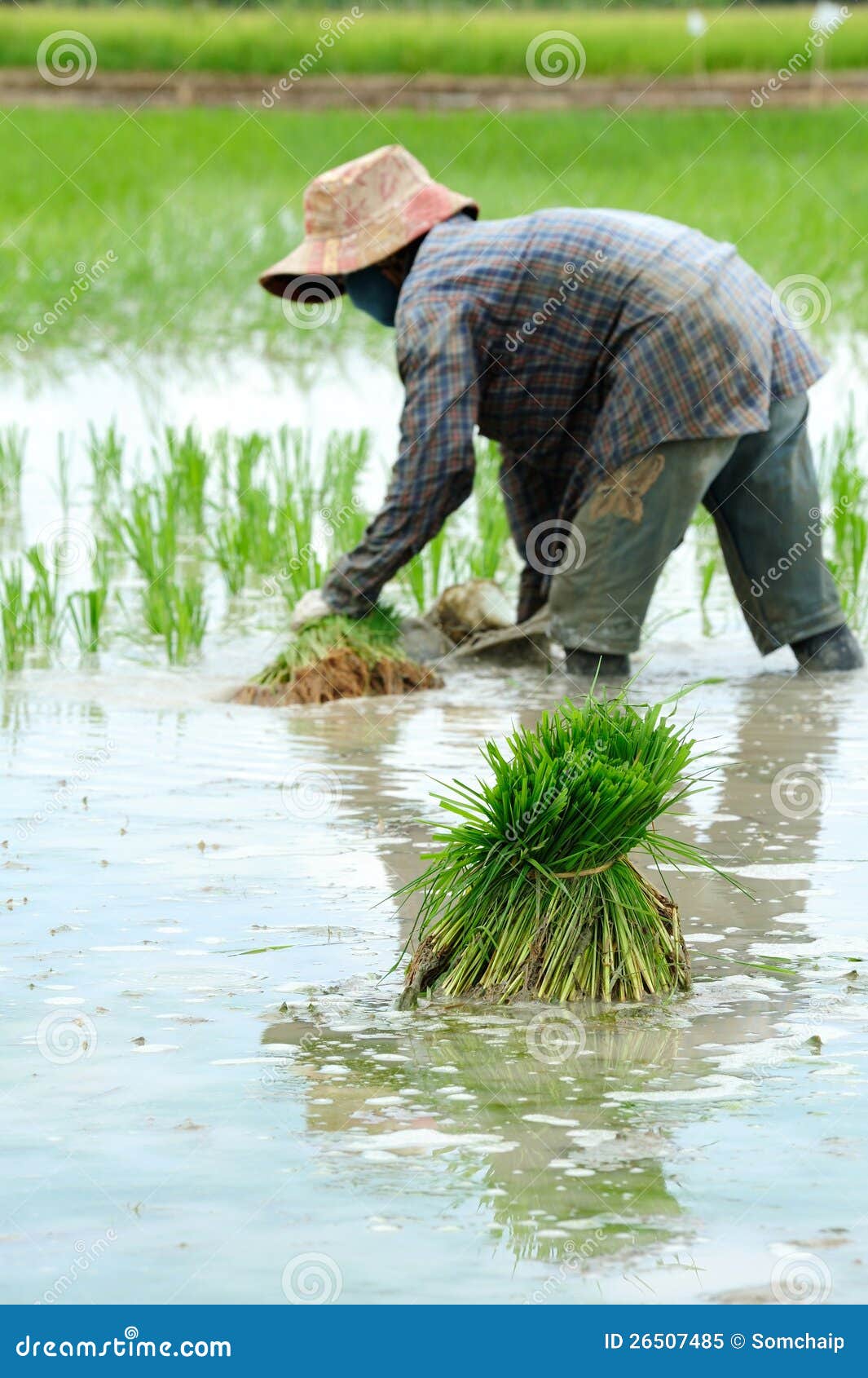 Farmers are Planting Rice in the Farm. Editorial Image - Image of ...