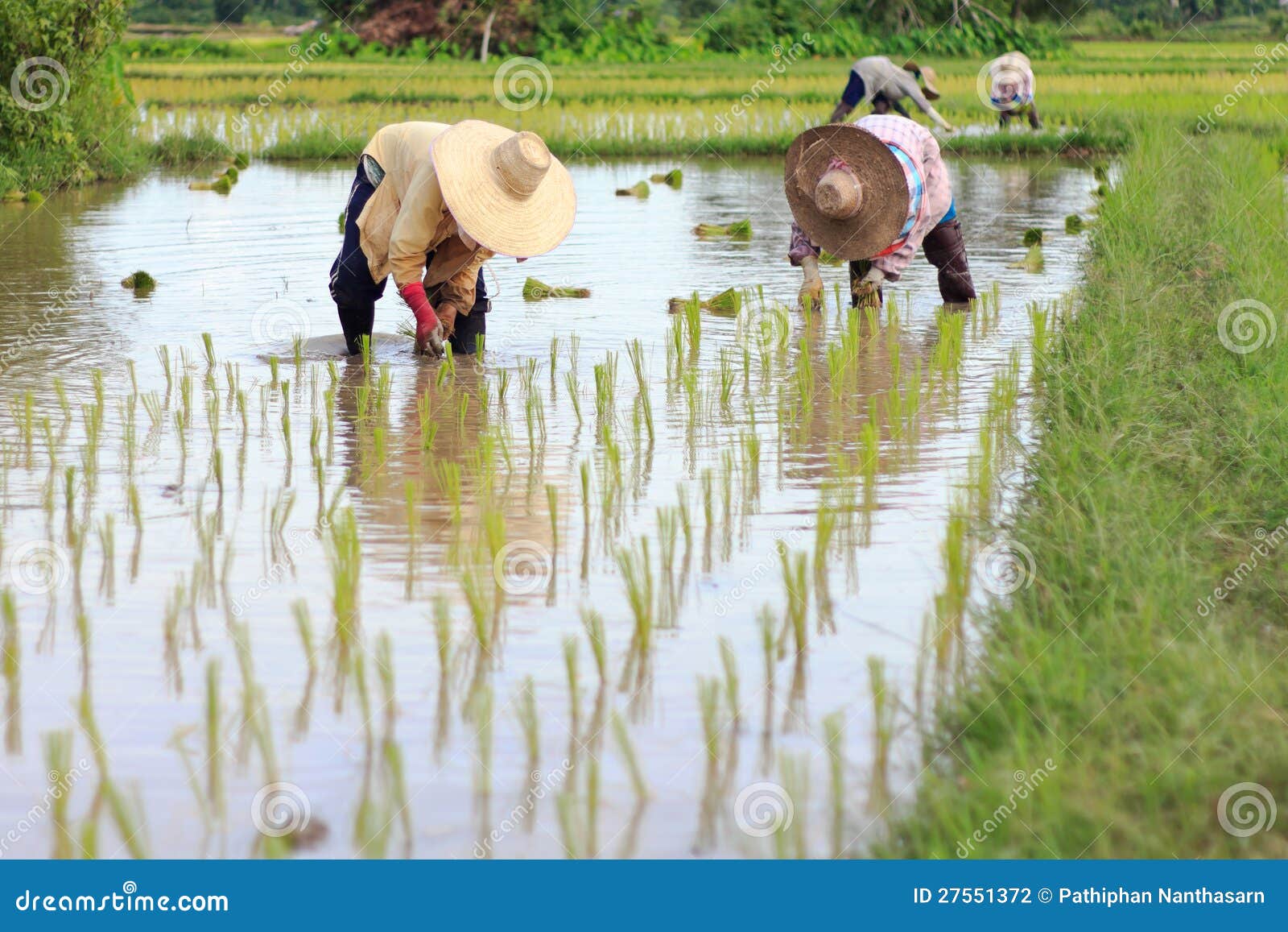 Farmers Planting Rice in the Farm Stock Photo - Image of green, grass ...