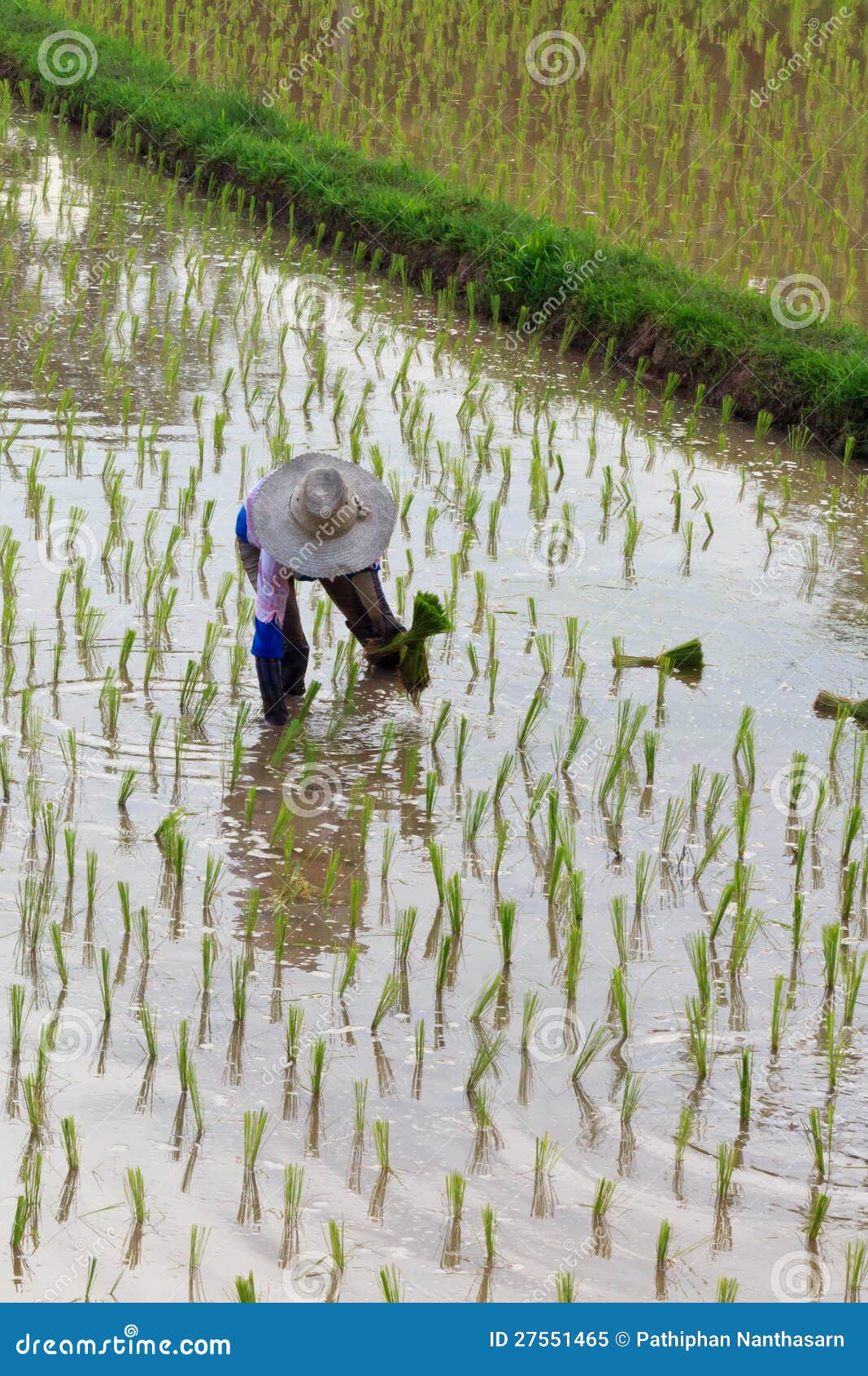 Farmers Planting Rice in the Farm Stock Image - Image of labor, meadow ...