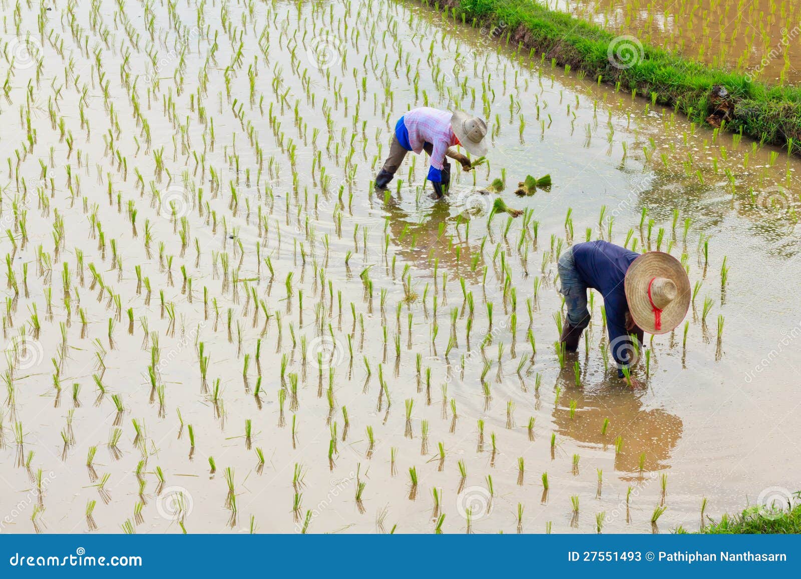 Farmers Planting Rice in the Farm Stock Image - Image of cultivation ...