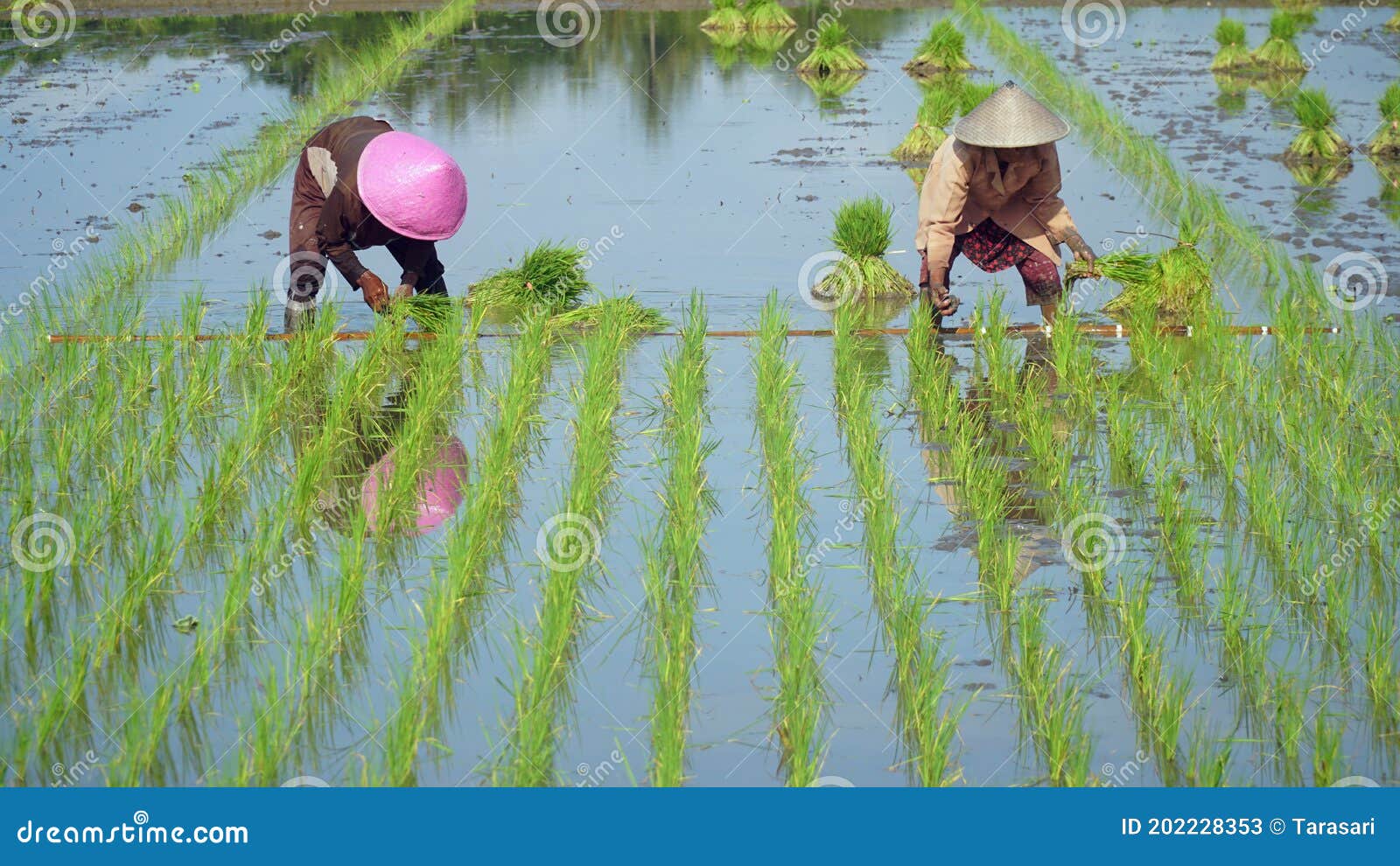 Farmers are Planting Rice in the Fields Editorial Stock Photo - Image ...