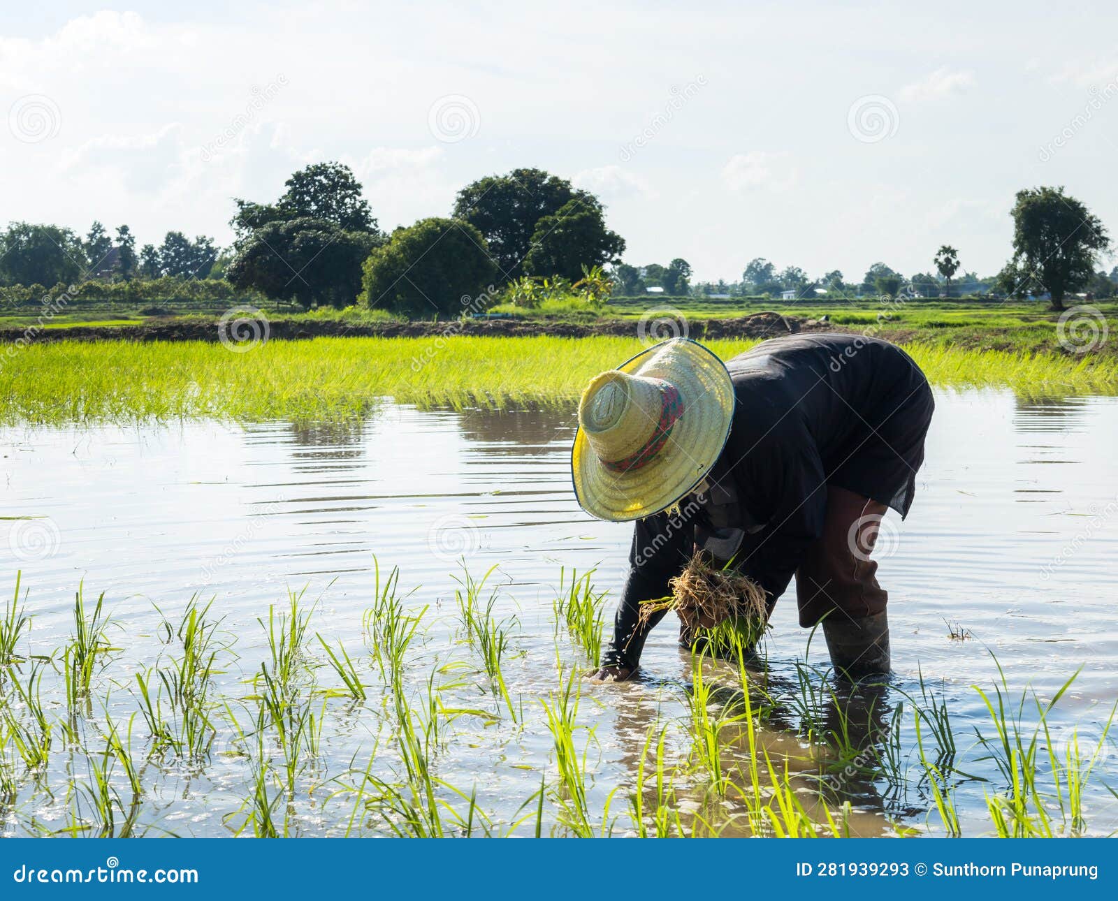 Farmers Planting Rice in the Rice Fields Stock Image - Image of farmers ...