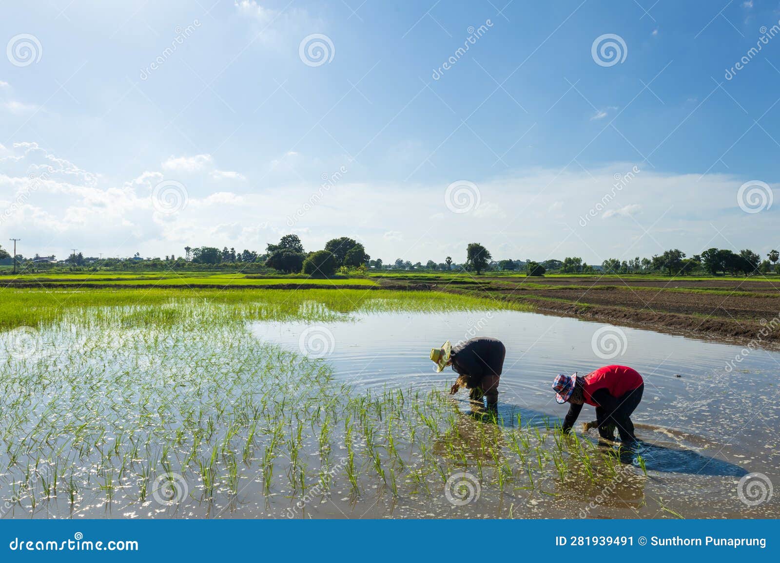 Farmers Planting Rice in the Rice Fields Stock Image - Image of ...