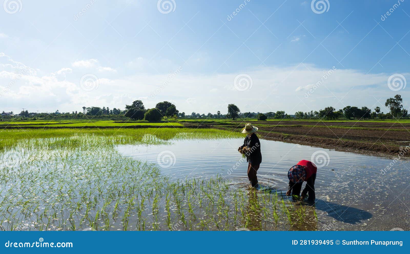 Farmers Planting Rice in the Rice Fields Stock Image - Image of farming ...