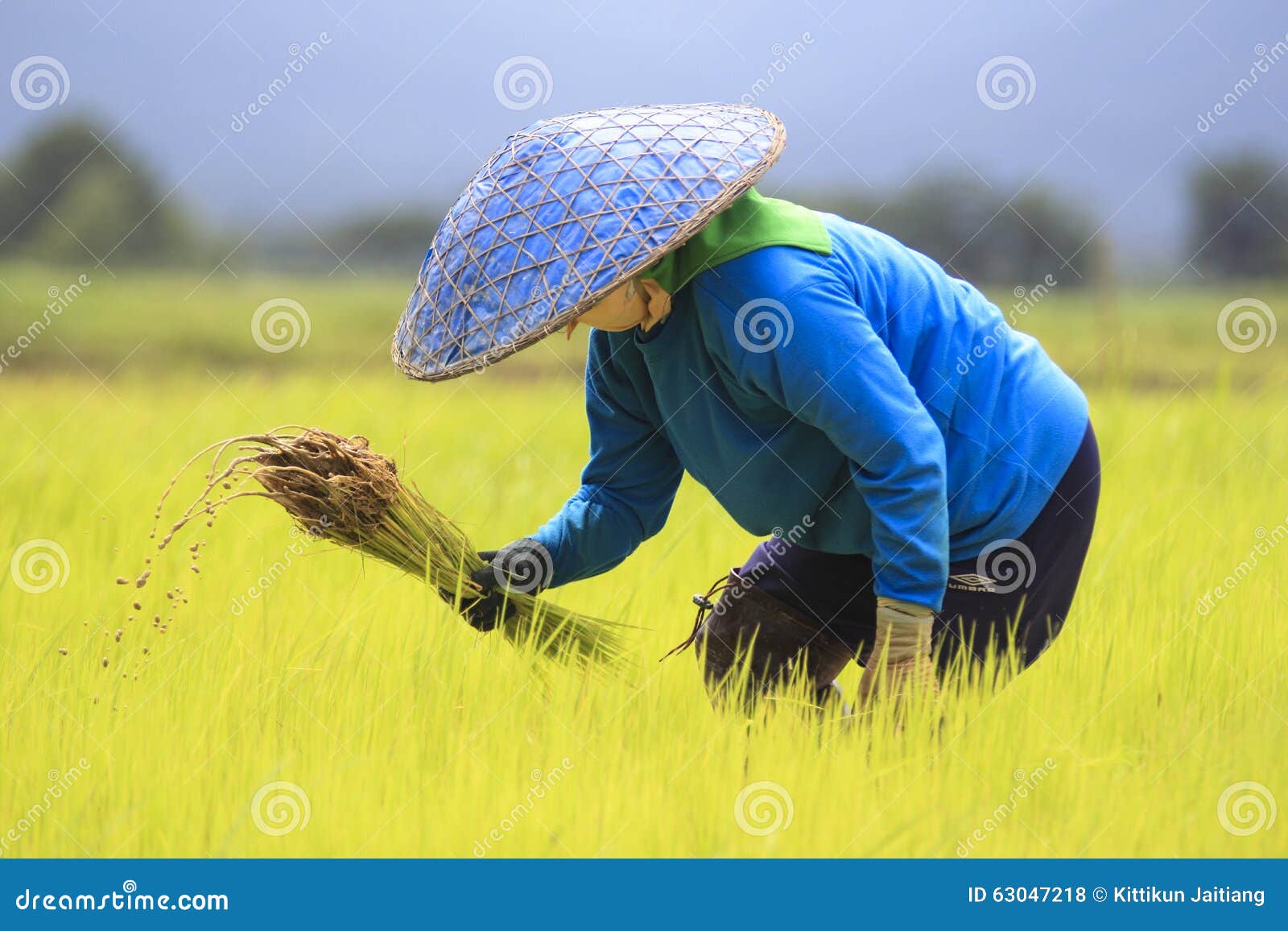 Farmers planting rice stock photo. Image of farmers, plant - 63047218