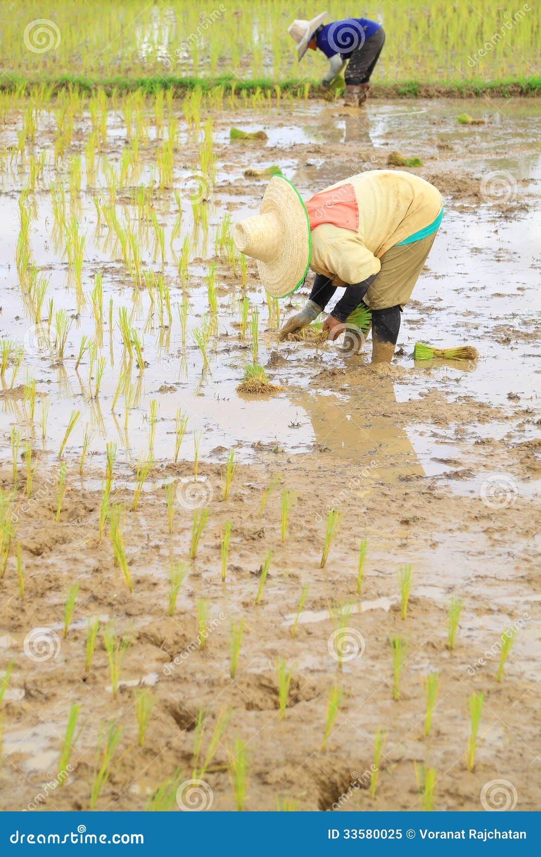 Farmers planting rice stock image. Image of bunch, asian - 33580025