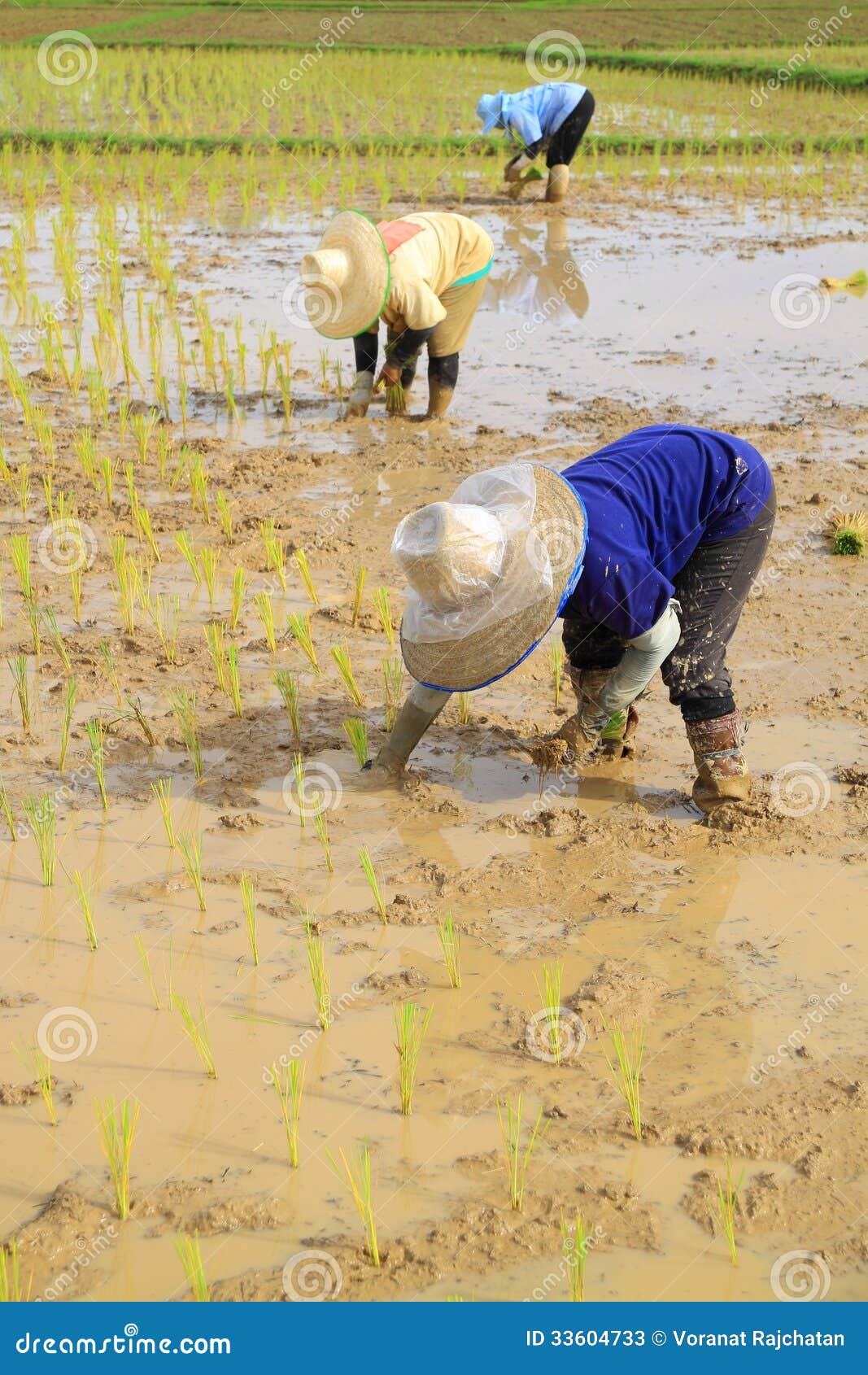 Farmers planting rice stock image. Image of grass, agriculture - 33604733
