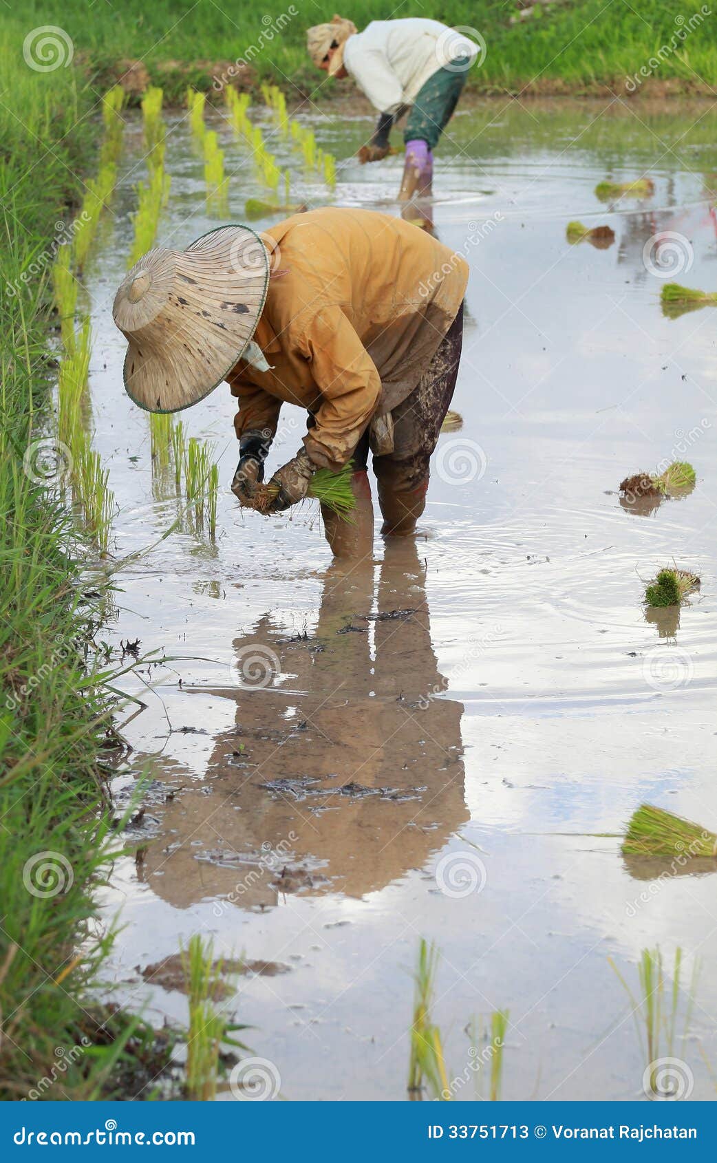 Farmers planting rice stock image. Image of farmer, agricultural - 33751713