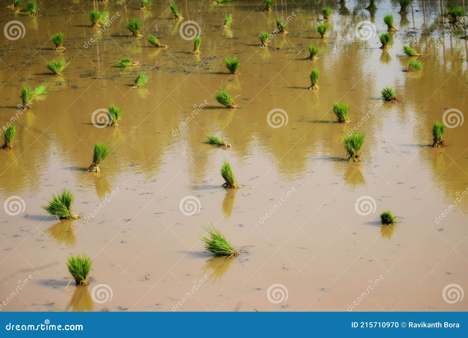Farmers are Planting Rice in the Rice Paddy Field Stock Photo - Image ...