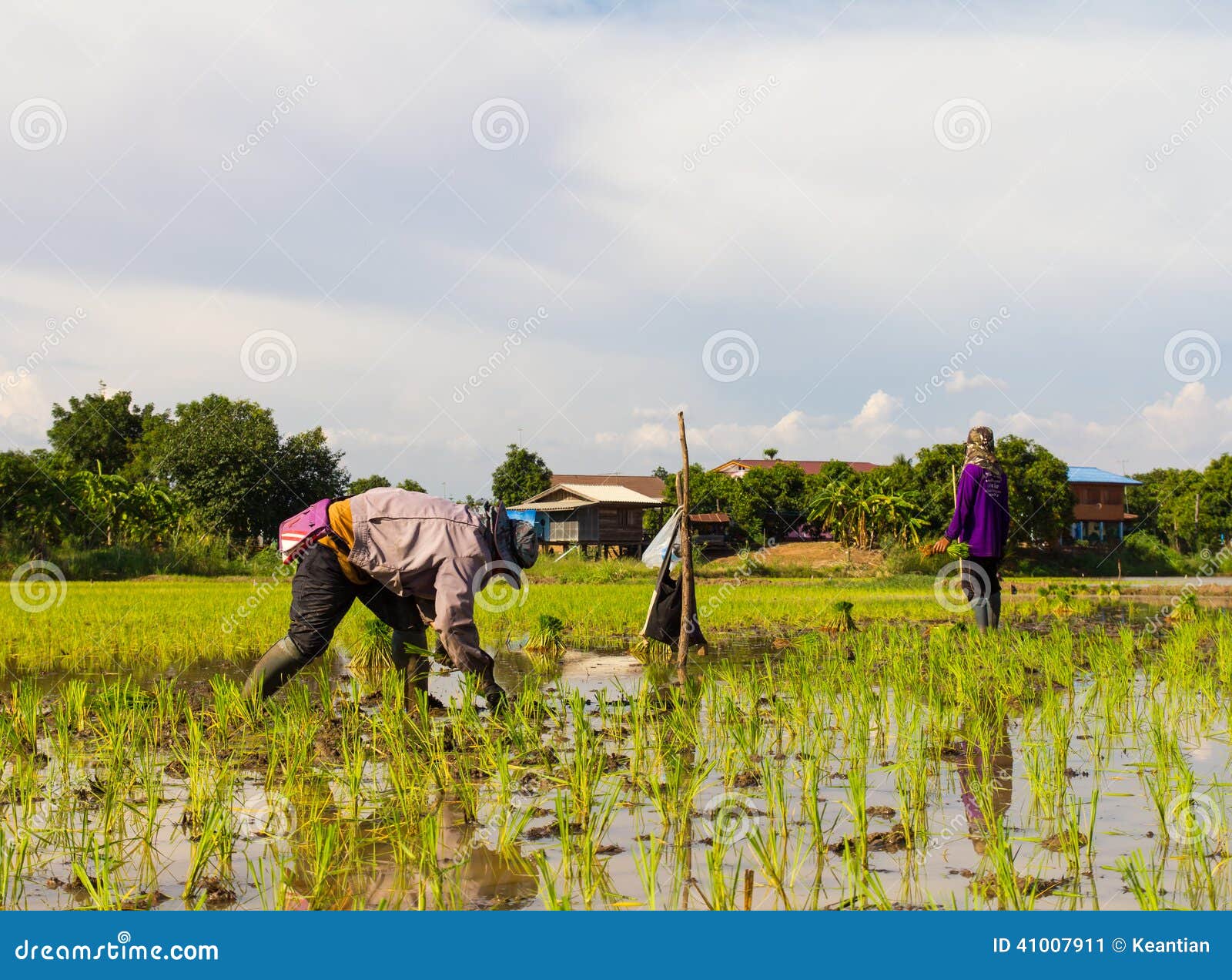 Farmers planting rice stock image. Image of countryside - 41007911