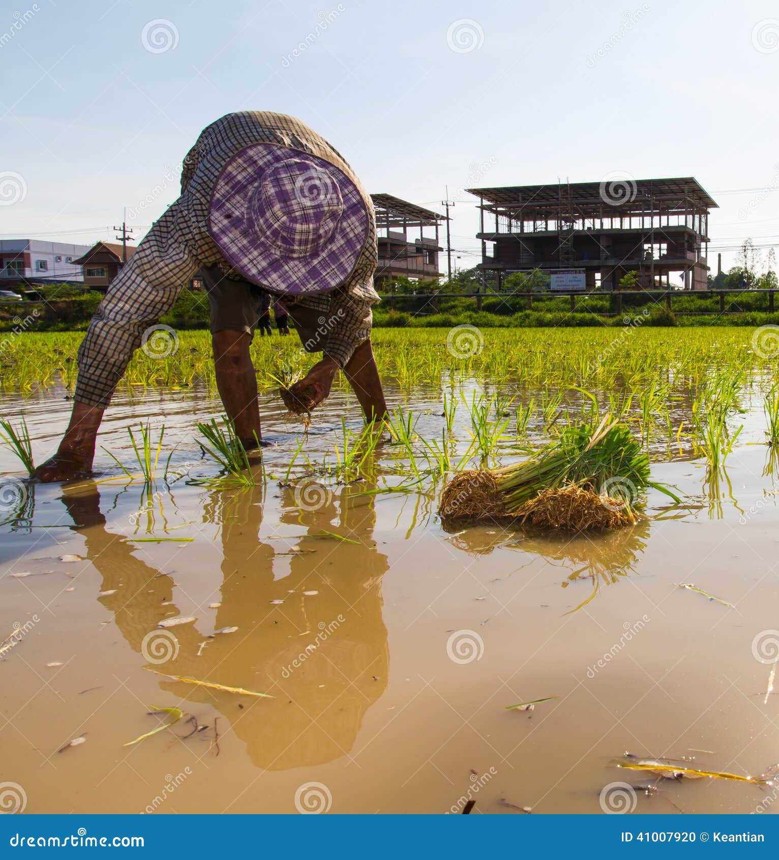 Farmers planting rice stock photo. Image of cultivate - 41007920