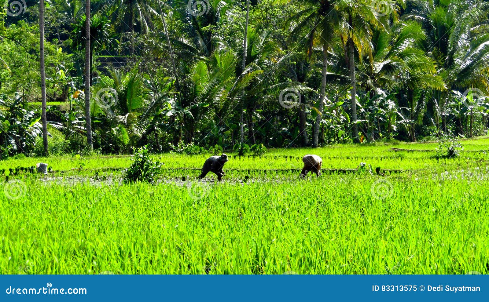 Farmers are Planting Rice Traditionally Stock Image - Image of farmers ...