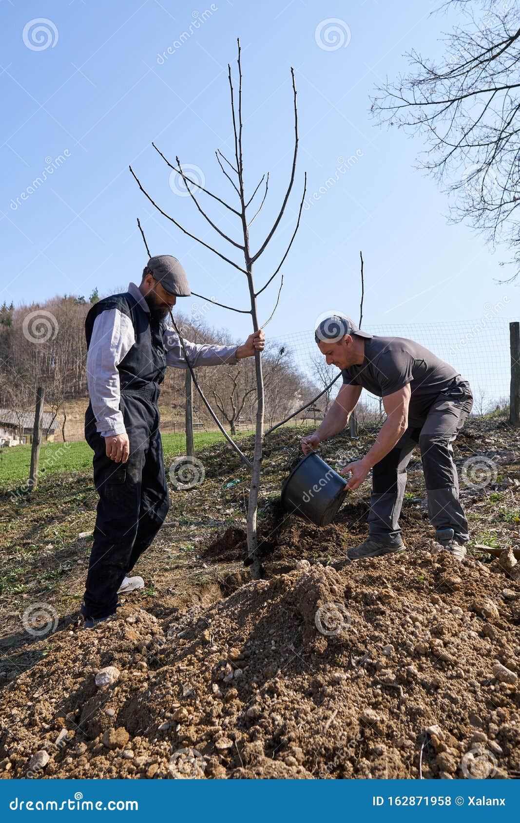 Farmers Planting Walnut Tree Stock Photo - Image of cultivating ...