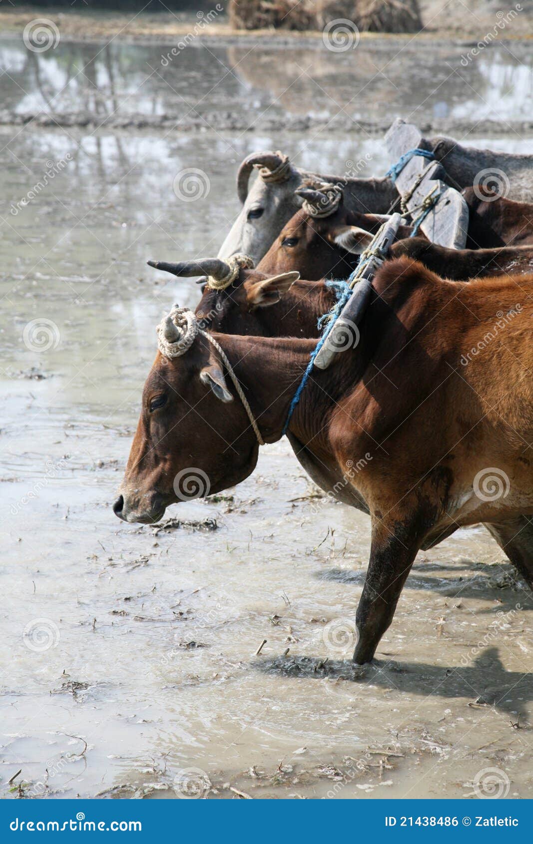 Farmers Plowing Agricultural Field Editorial Photo - Image of cattle ...