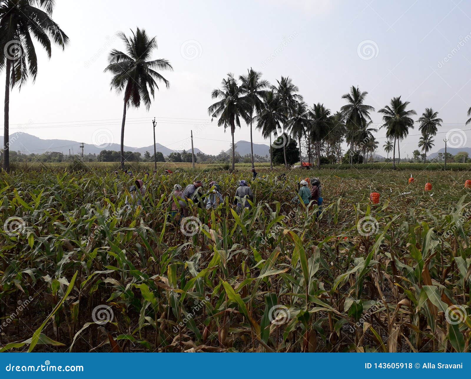 Farmers Plucking the Corn in the Corn Field, Trees and Sky Stock Photo ...