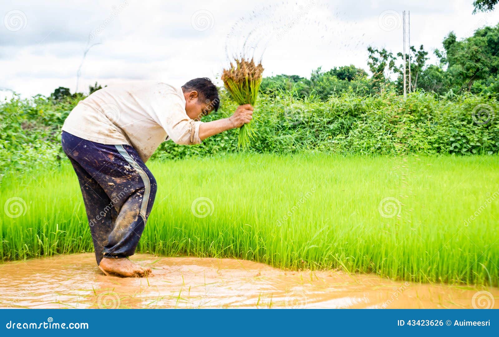 Farmers and rice editorial photo. Image of rice, harvest - 43423626
