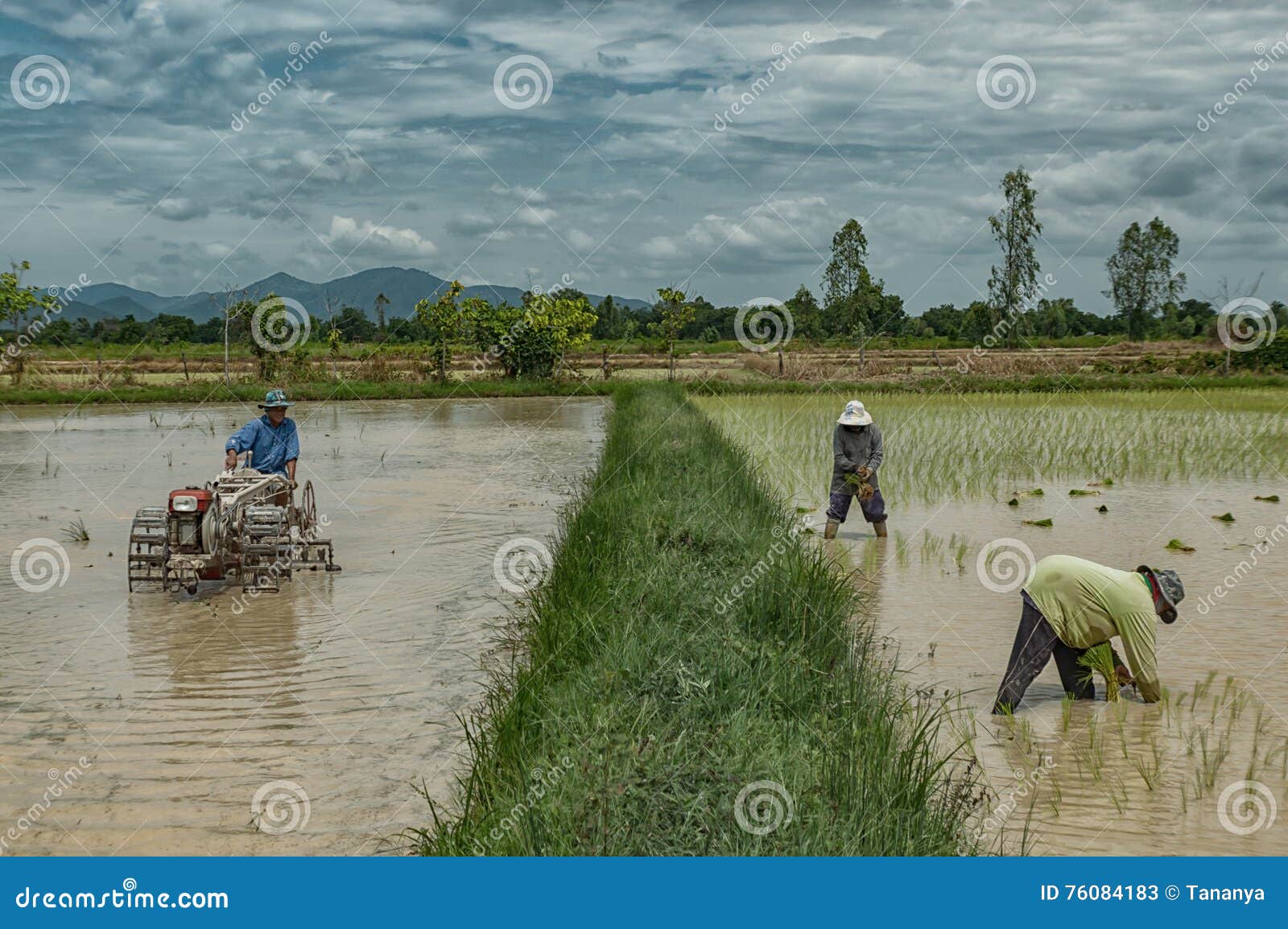 Farmers in rice field editorial stock photo. Image of plant - 76084183