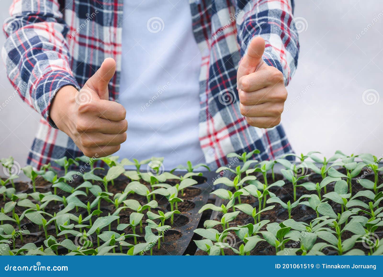 Farmers and Seedlings in the Nursery, Planting Seedlings Stock Image ...