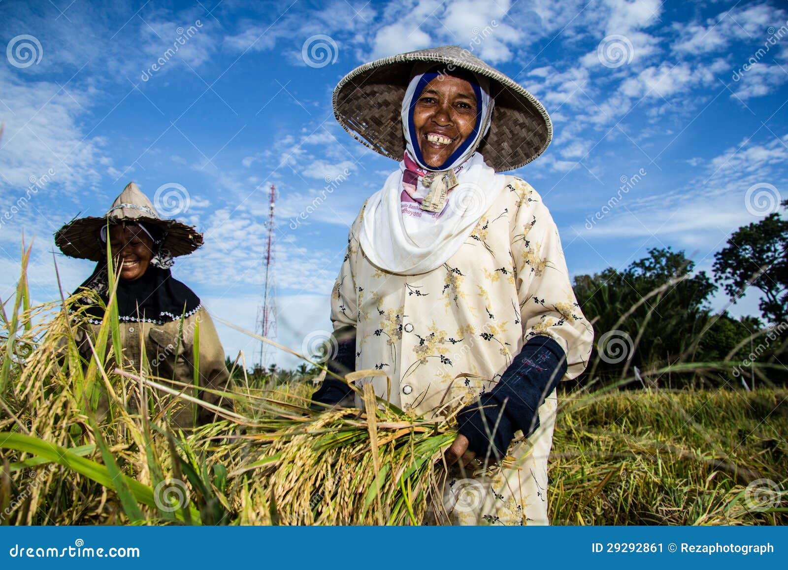 Farmers Smile editorial photo. Image of production, harvest - 29292861