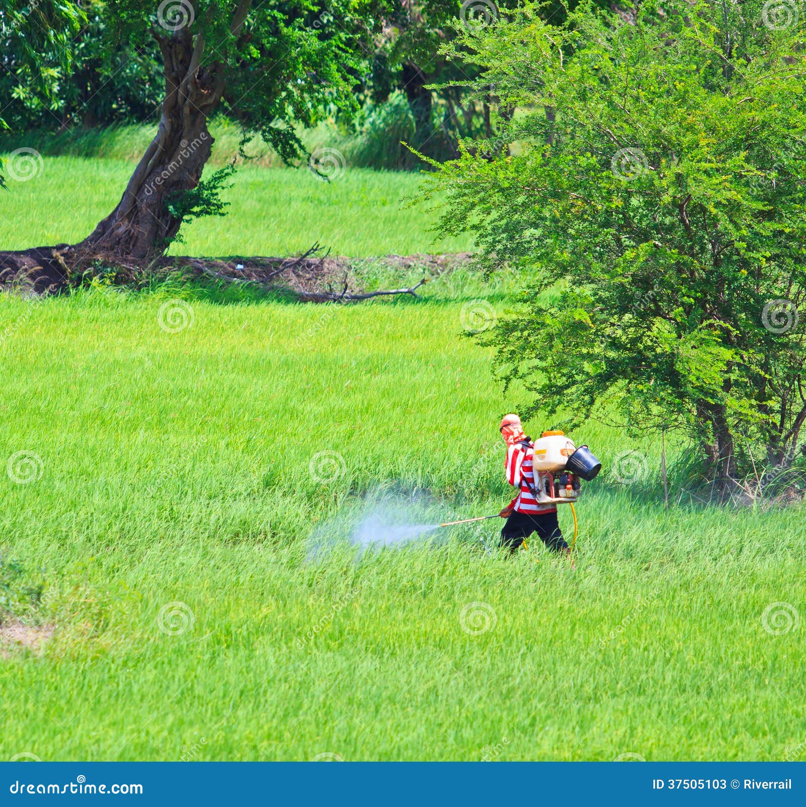 Farmers Spray Insecticide in Rice Field Stock Image - Image of engine ...