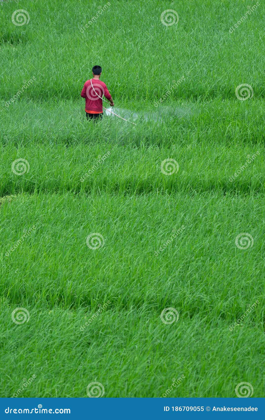 Farmers Spraying Insects in His Field Stock Image - Image of grow ...