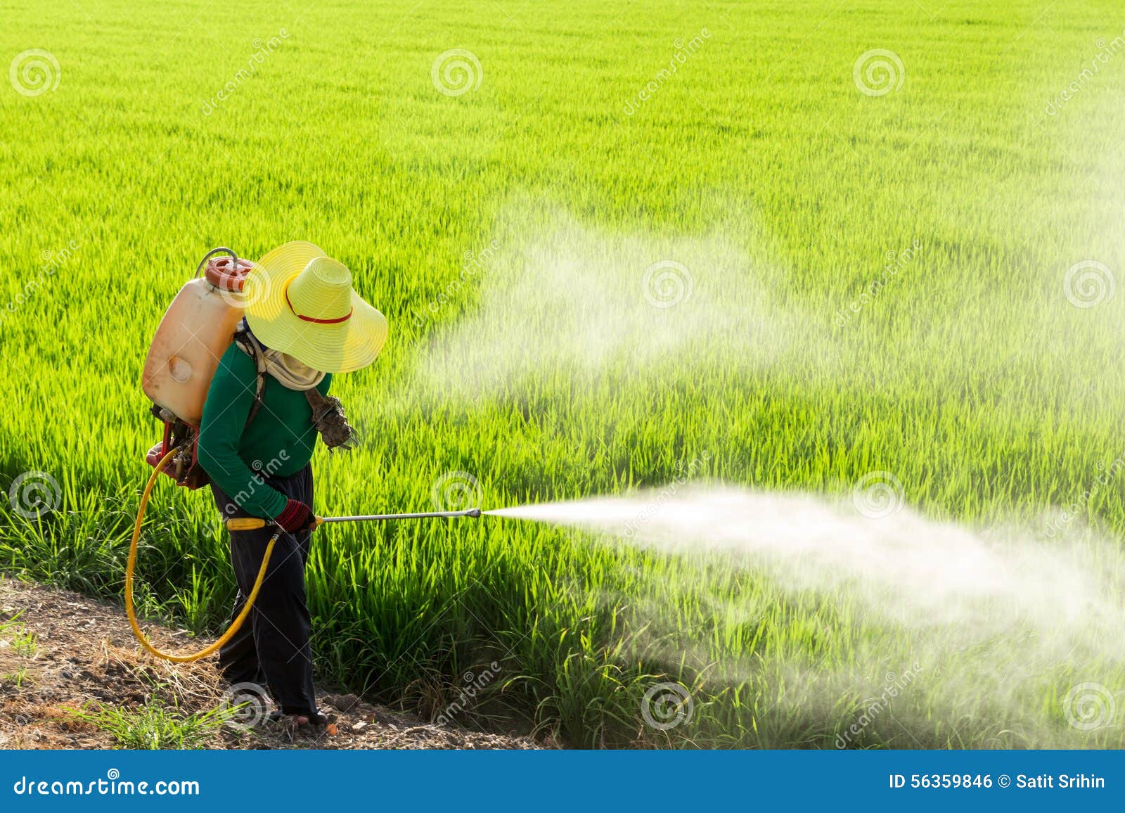 Farmers Spraying Pesticides Stock Photo - Image of spray, paddy: 56359846