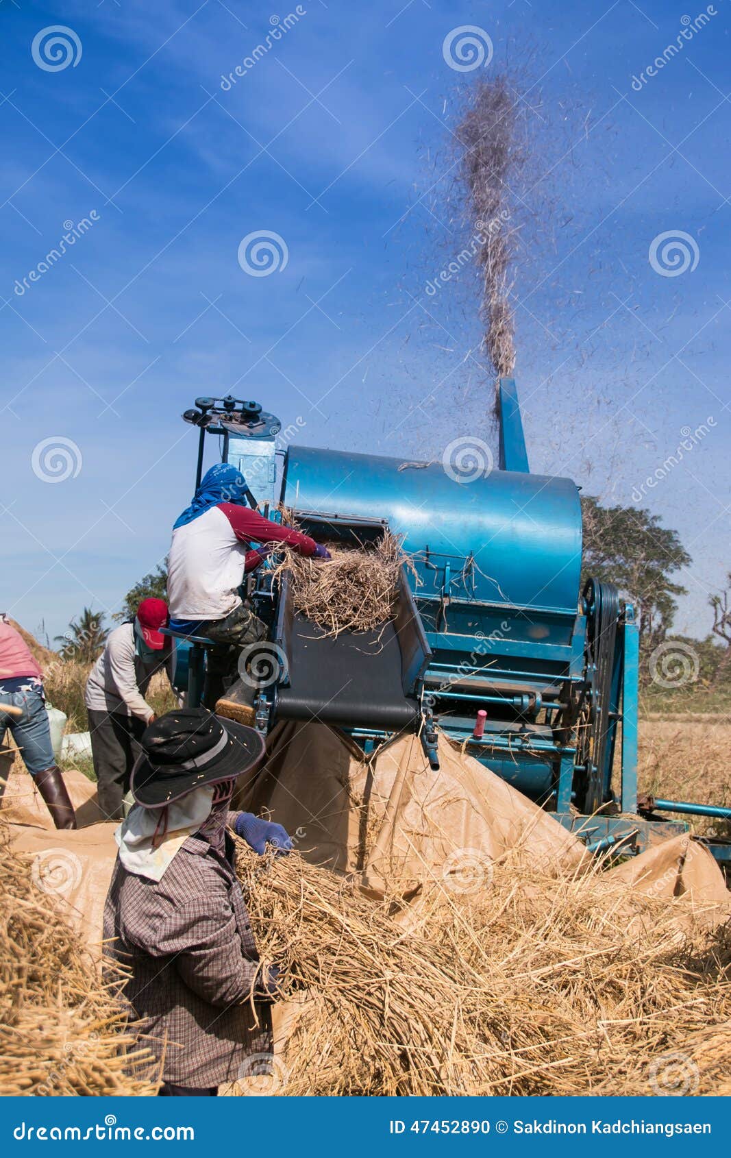 Farmers threshing rice editorial image. Image of thresh - 47452890
