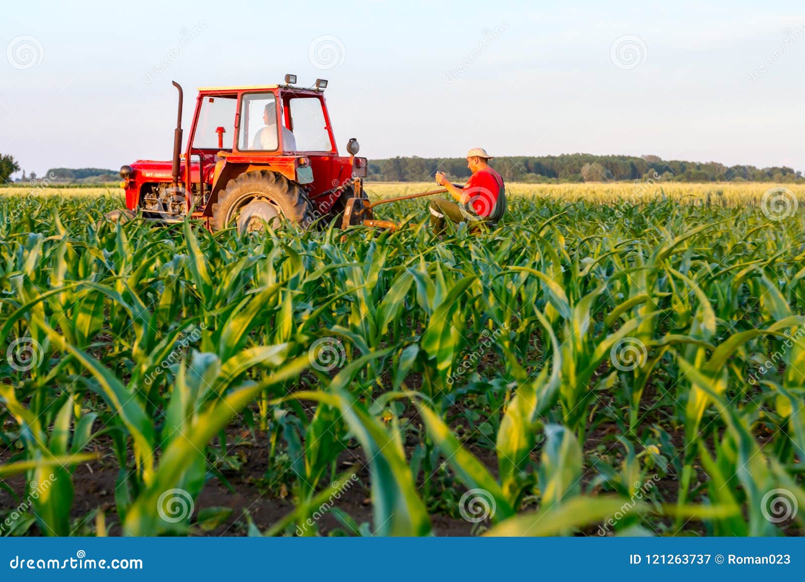Mechanized Processing Grass between Rows in Cornfield Editorial ...