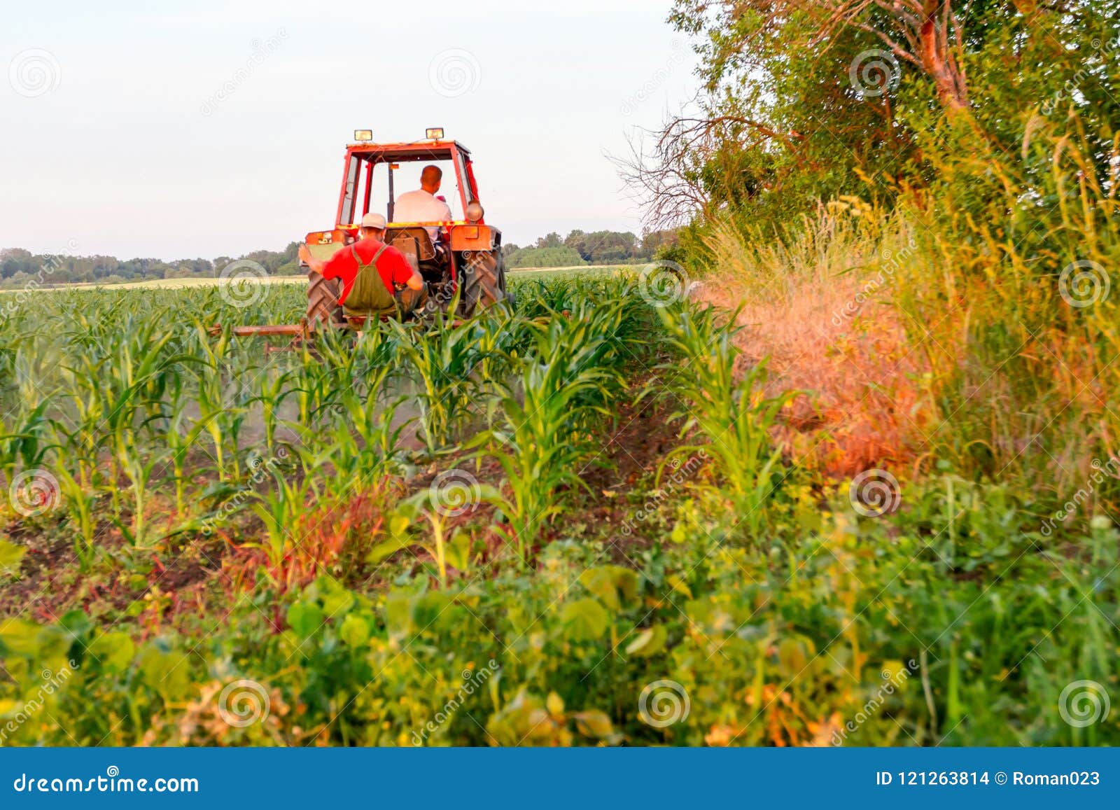 Mechanized Processing Grass Between Rows In Cornfield Editorial Photo ...