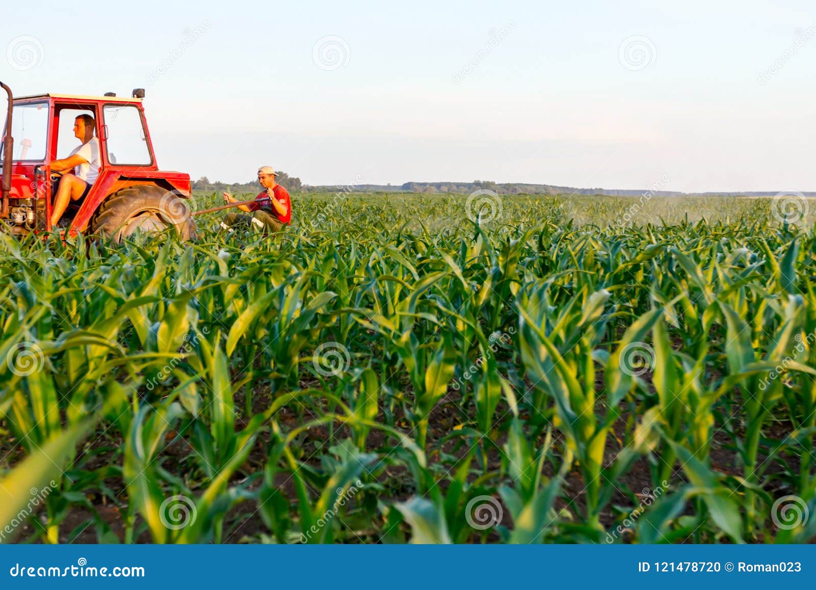 Mechanized Processing Grass between Rows in Cornfield Editorial Image ...