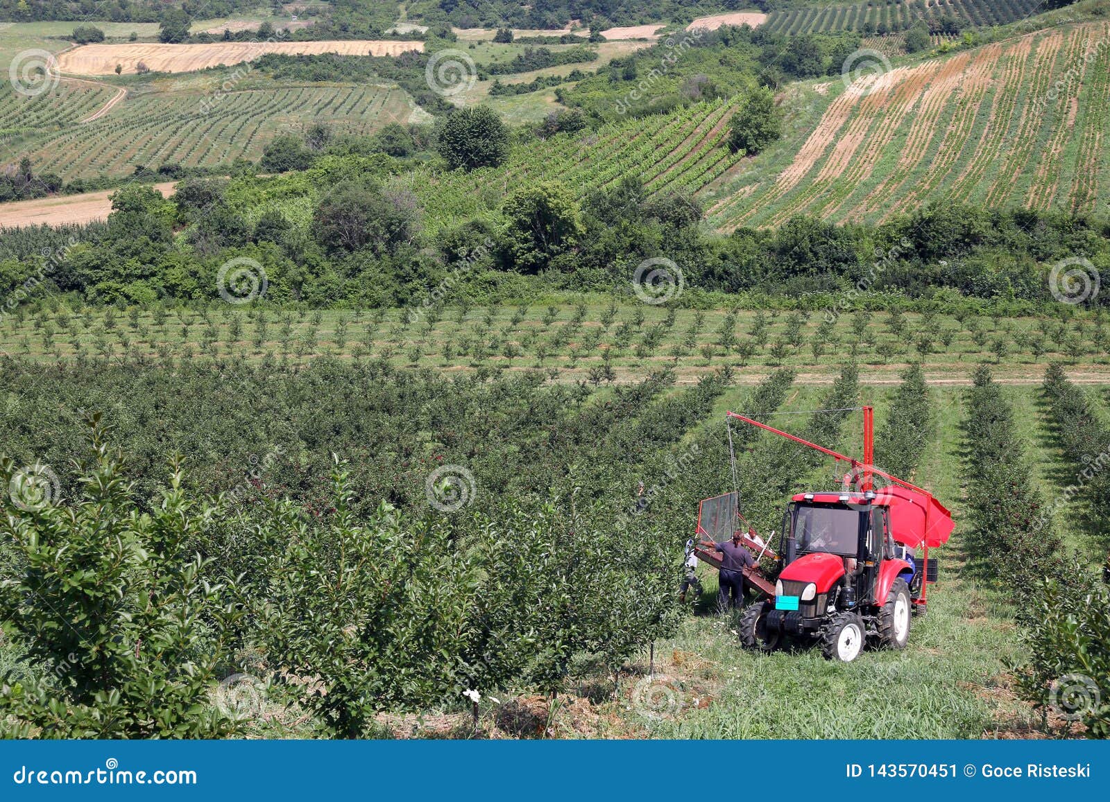 Farmers with Tractor Cherry Orchard Stock Image - Image of nature ...