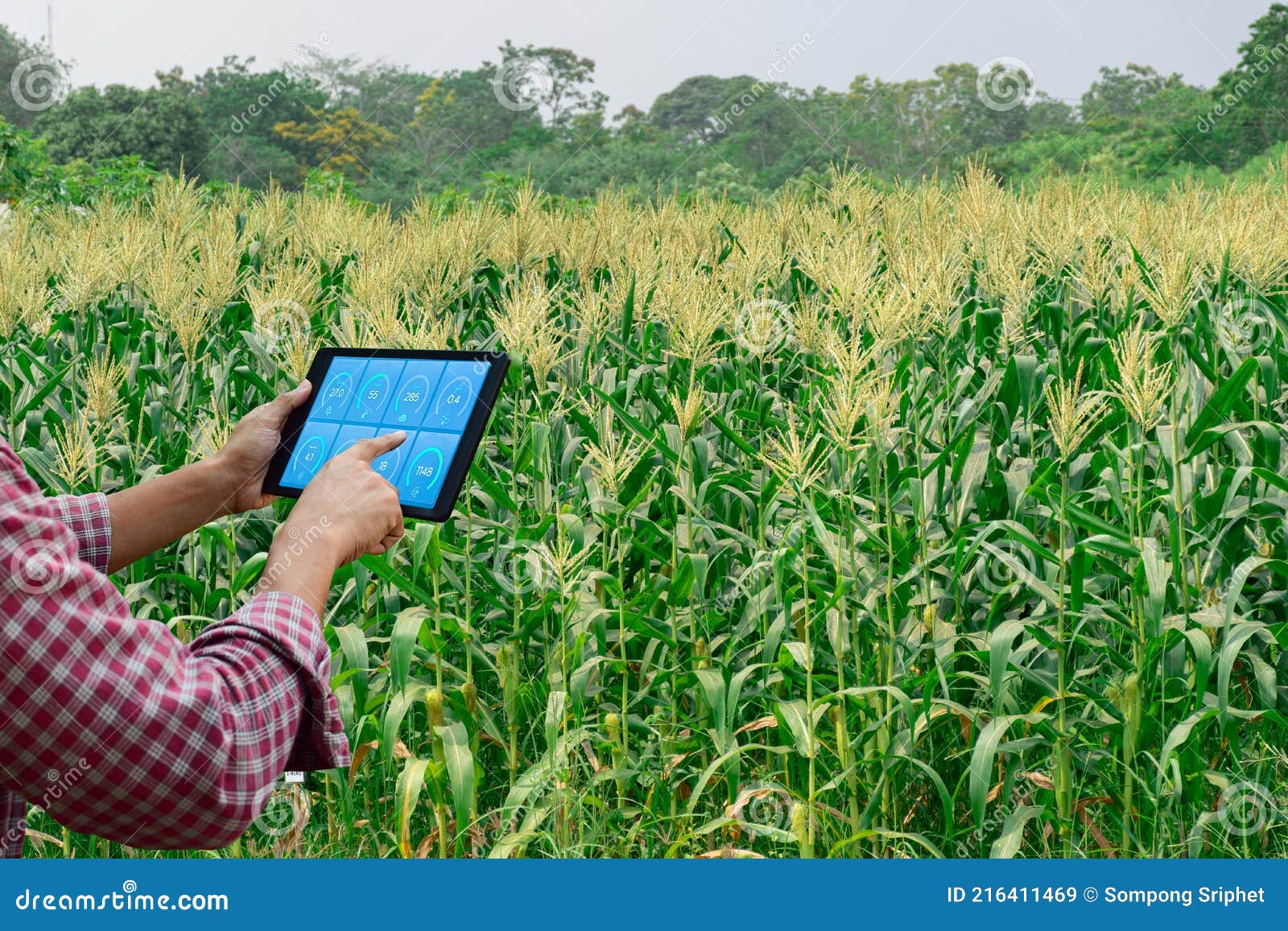 Farmers Use Digital Tablets Modern Technology in Corn Fields that are ...
