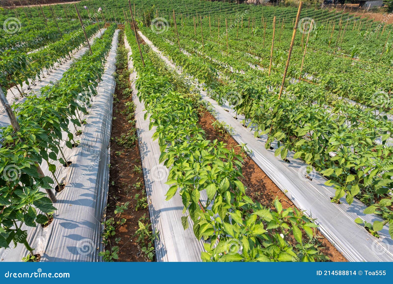 Farmers Use Plastic Films for Weed Control in Chilli Garden Stock Photo ...