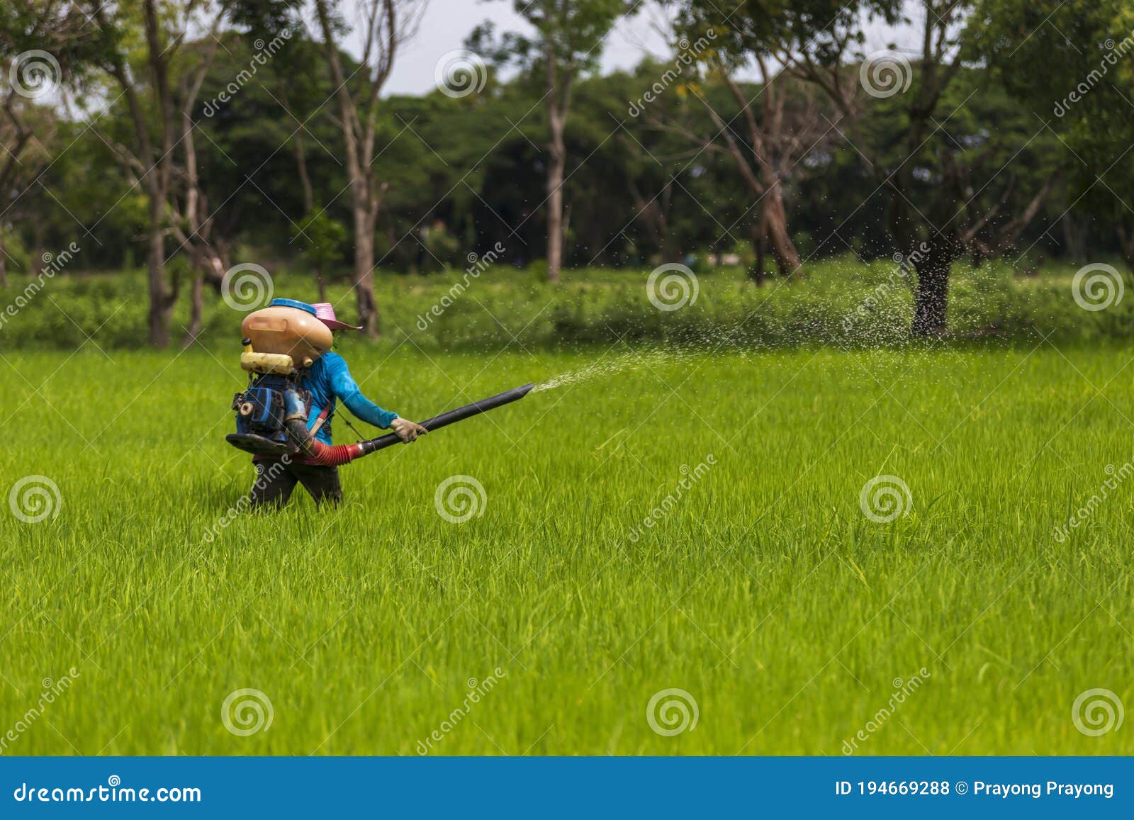 Farmers Are Using Sprayer. Spraying Chemicals To Kill Plants In Rice ...