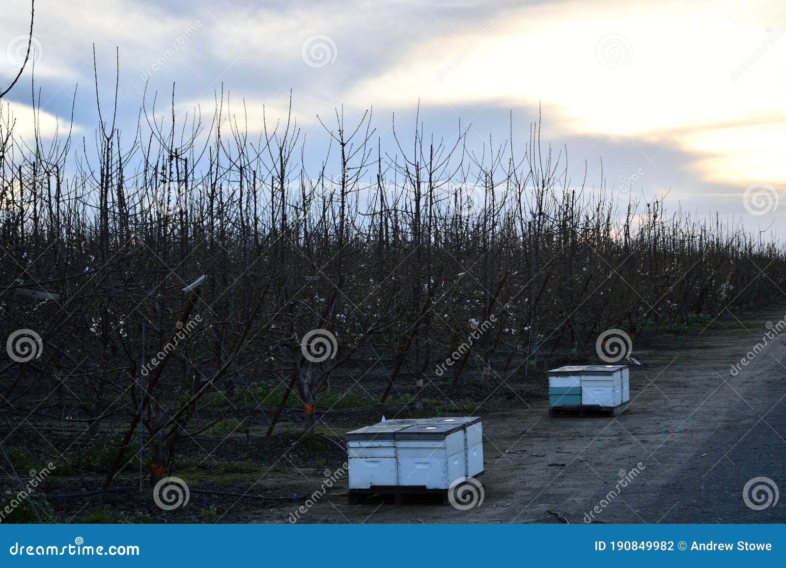 Farmers Using Honey Bees Pollinate Fruit Stock Photo - Image of macro ...