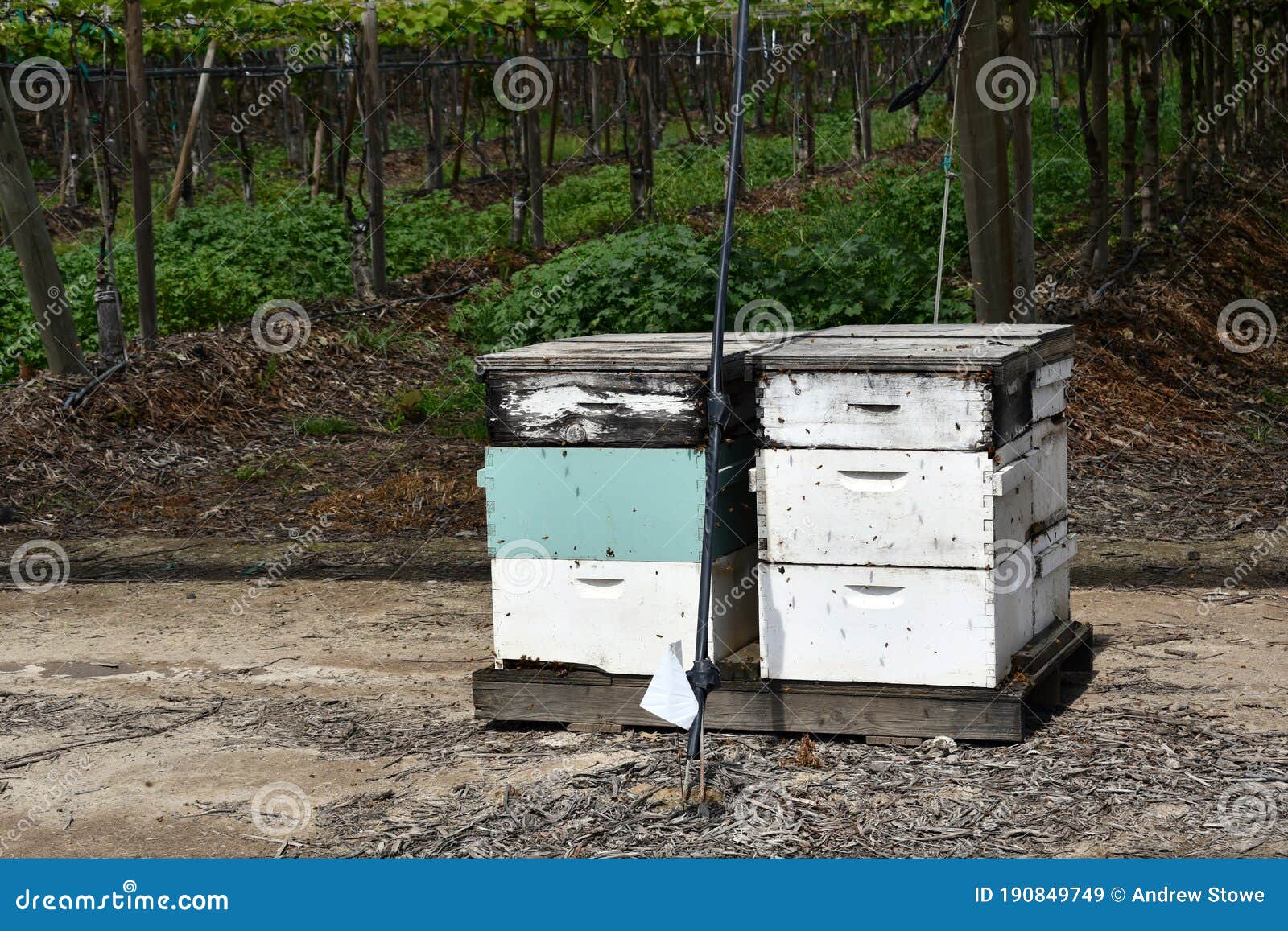 Farmers Using Honey Bees To Fertilize Crops Stock Image - Image of ...
