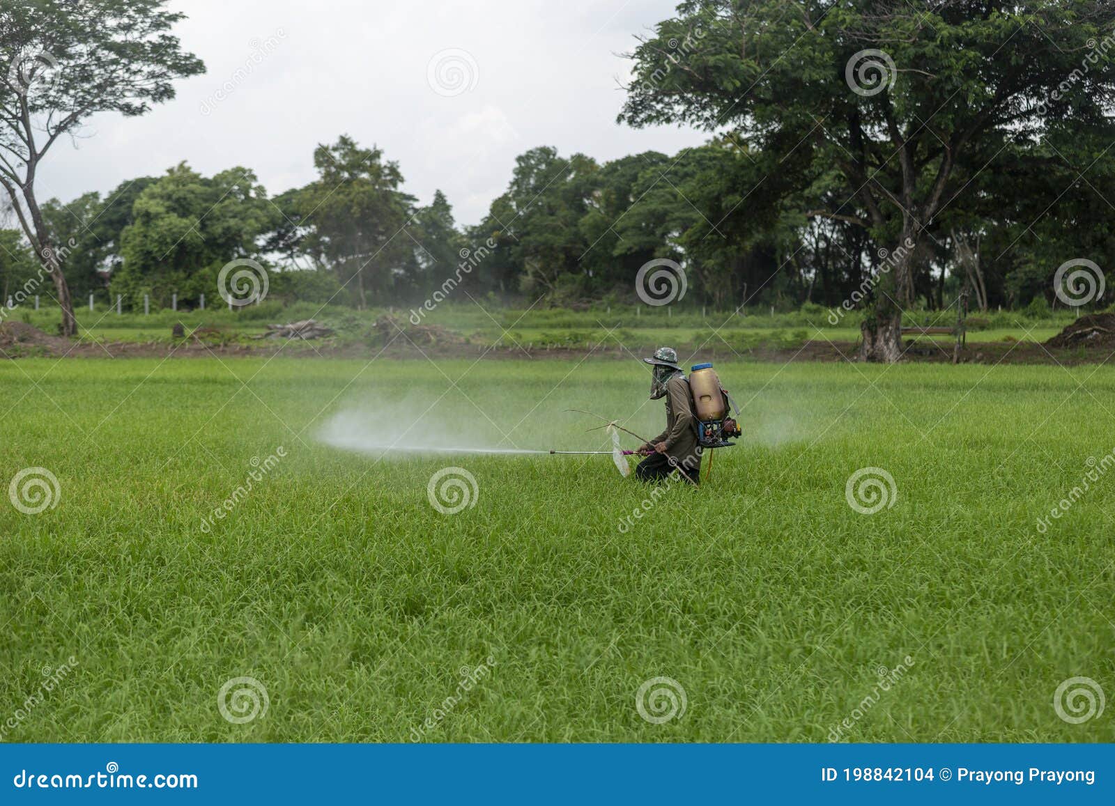 Farmers Get Rid of Insects in Rice Fields Stock Photo - Image of ...